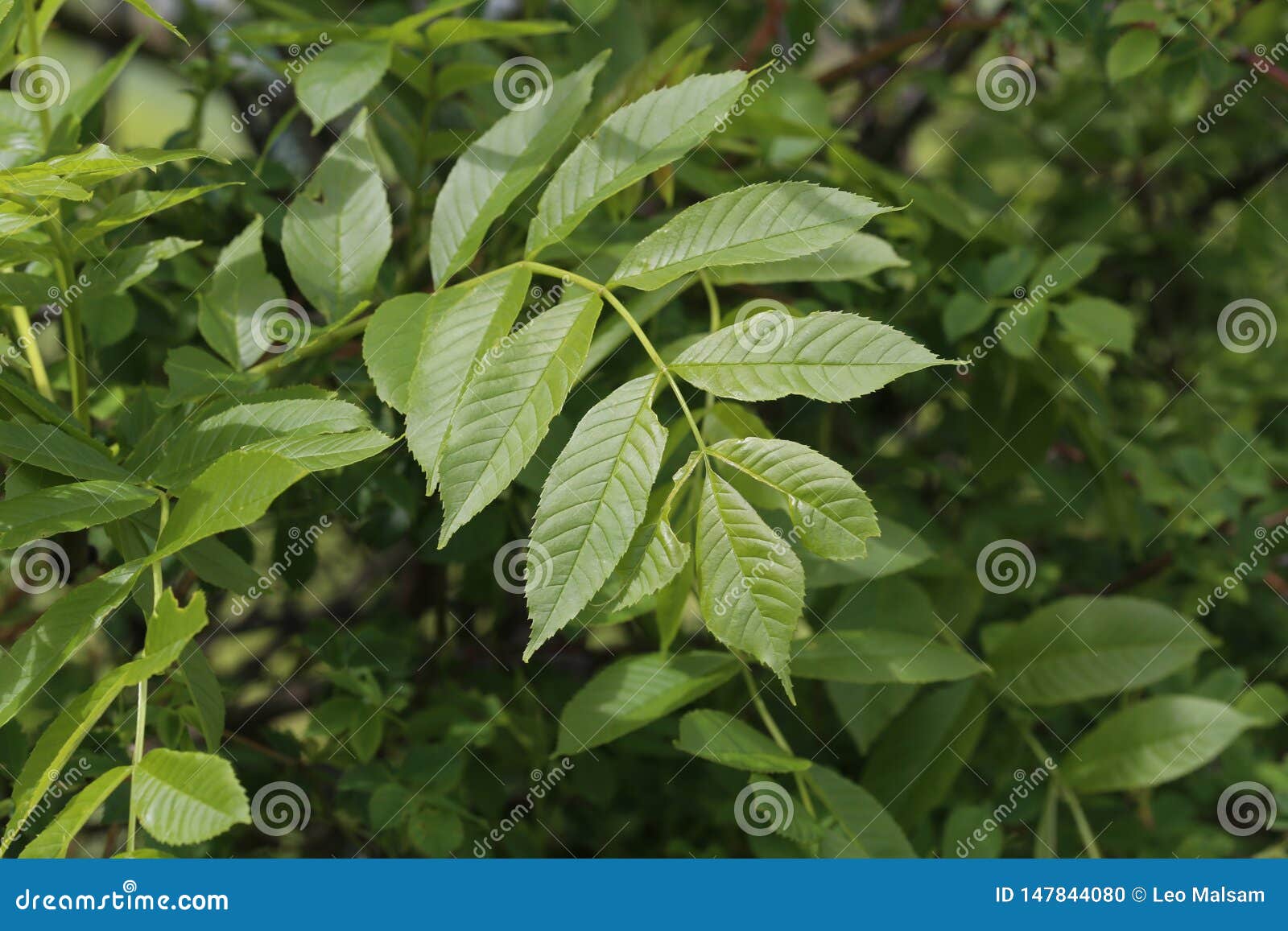 First Leaves on Trees in Spring Forest Stock Photo - Image of bright ...