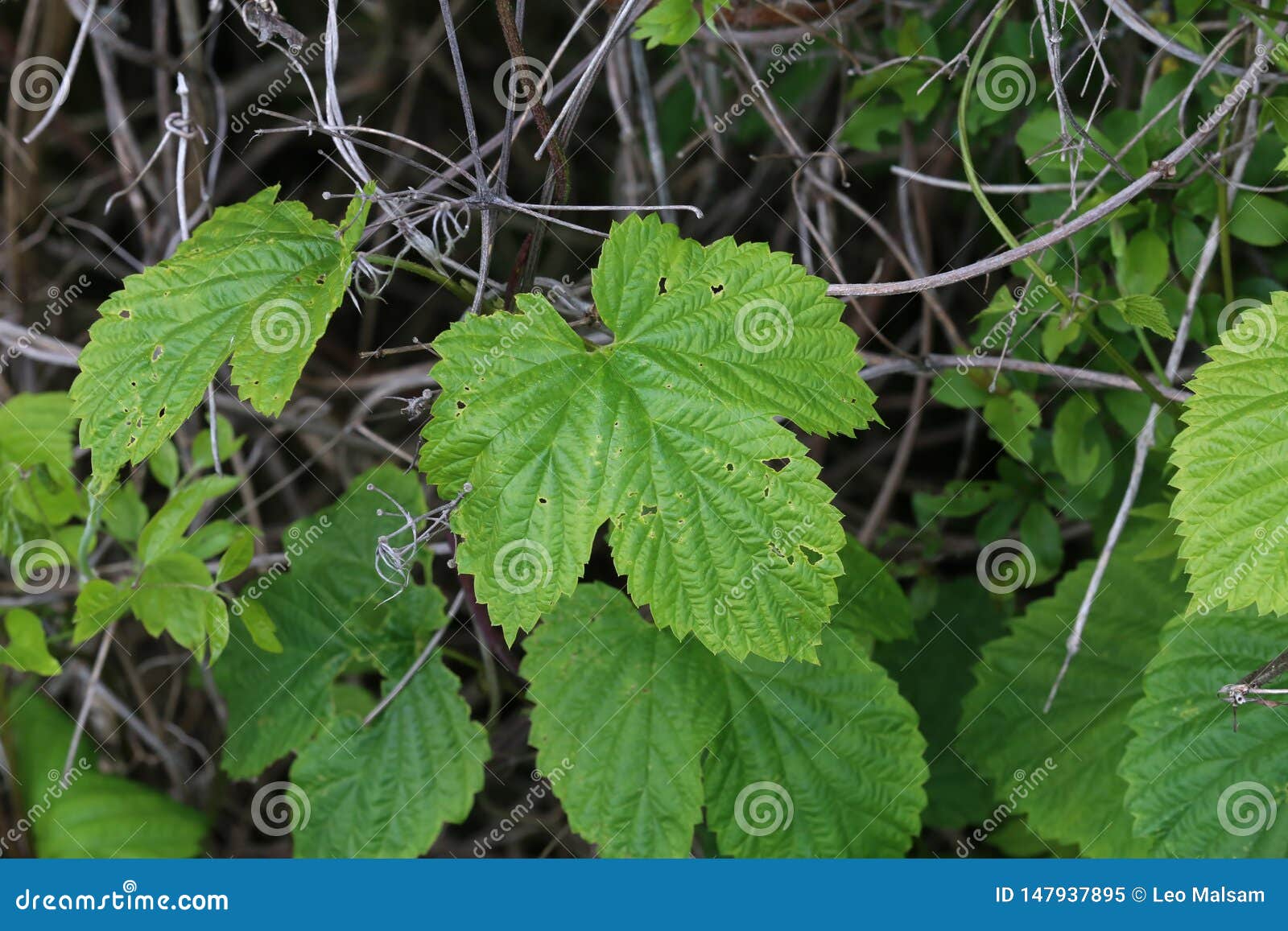 First Leaves on Trees in Spring Forest Stock Image - Image of morning ...