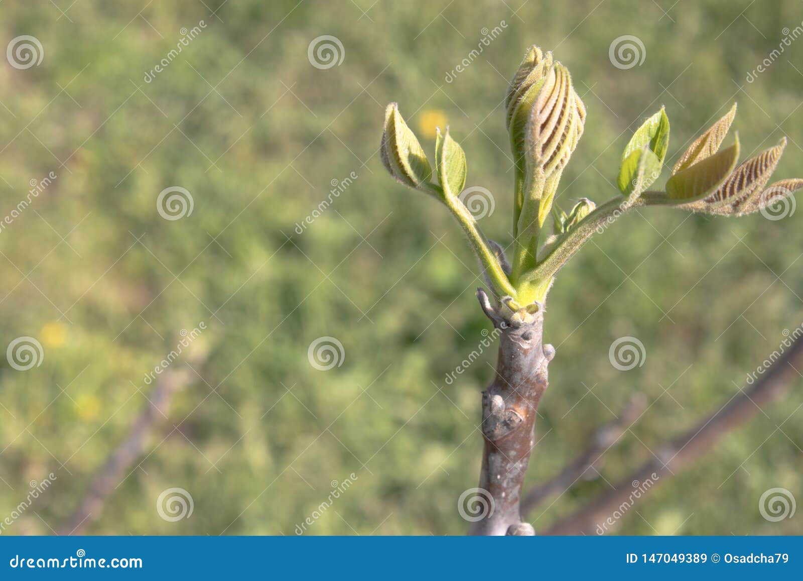 The First Leaves of a Young Walnut Grow in Spring. Close-up Stock Image ...