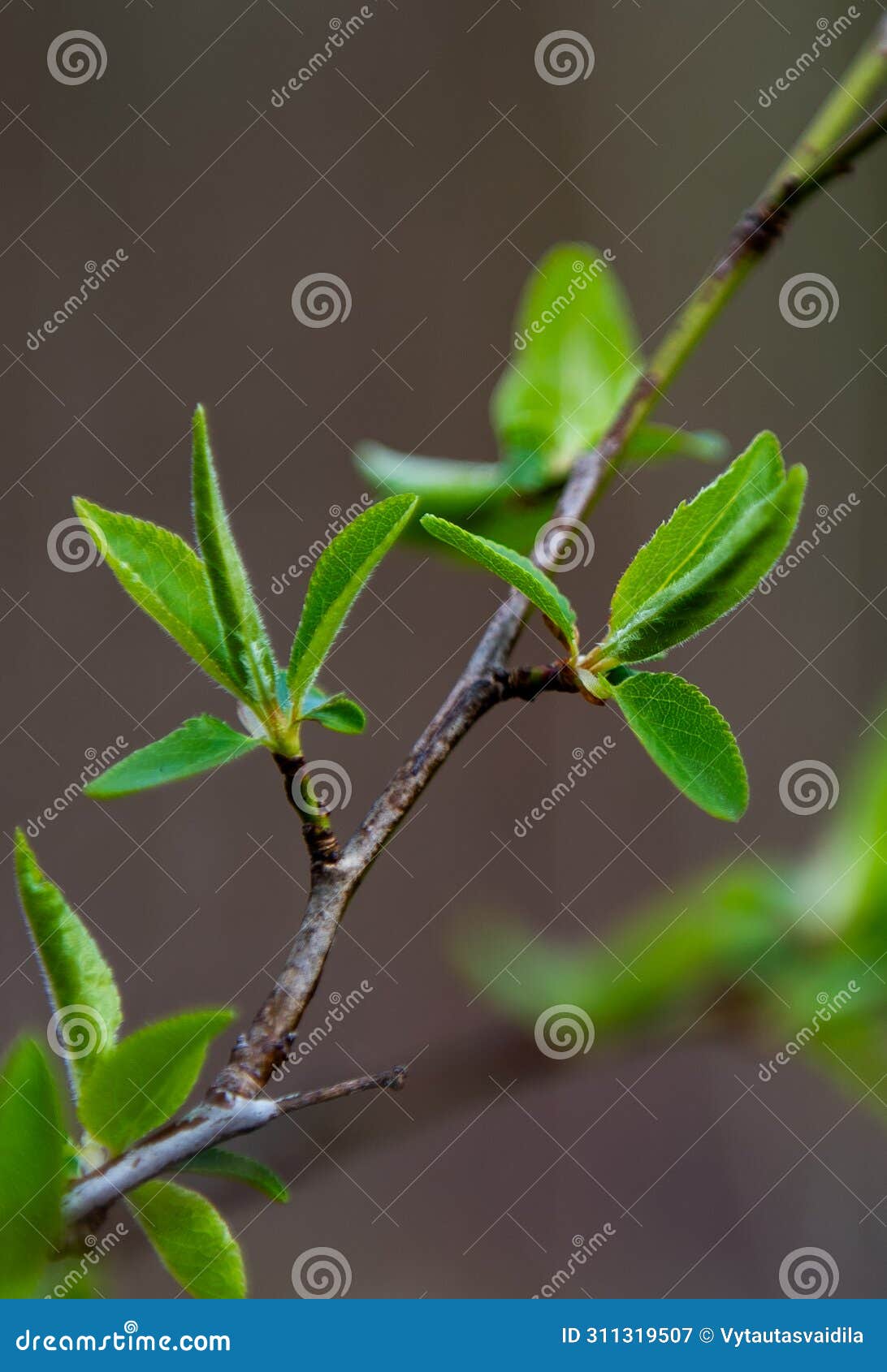 First Life Tree Buds in the Park in Nature Stock Image - Image of buds ...