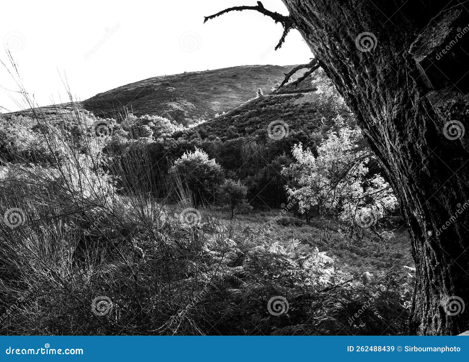 First Light of Dawn on a Mountain Full of Vegetation and a Tree with ...