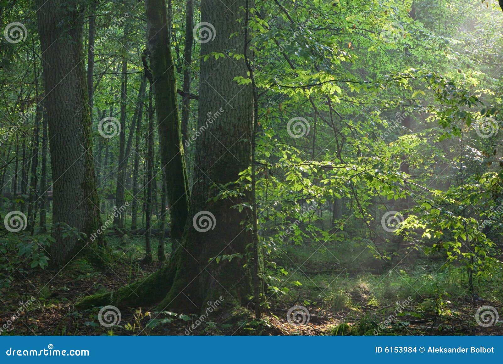 First Light of Morning Entering Old Forest Stock Photo - Image of ...