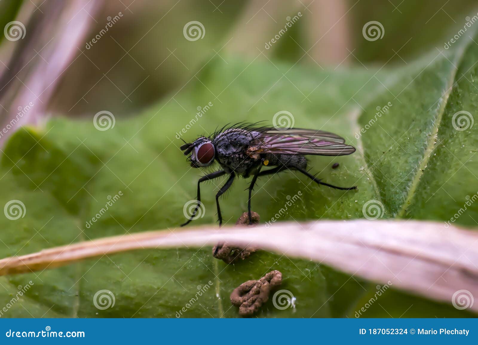 First Little Fly in Spring Season Stock Photo - Image of colored ...