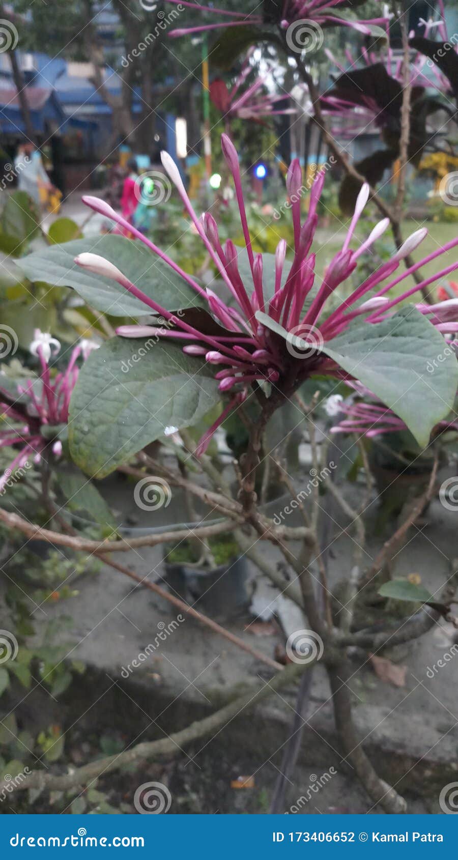 First Love Plant Red Flower Every Day Stock Photo - Image of love ...
