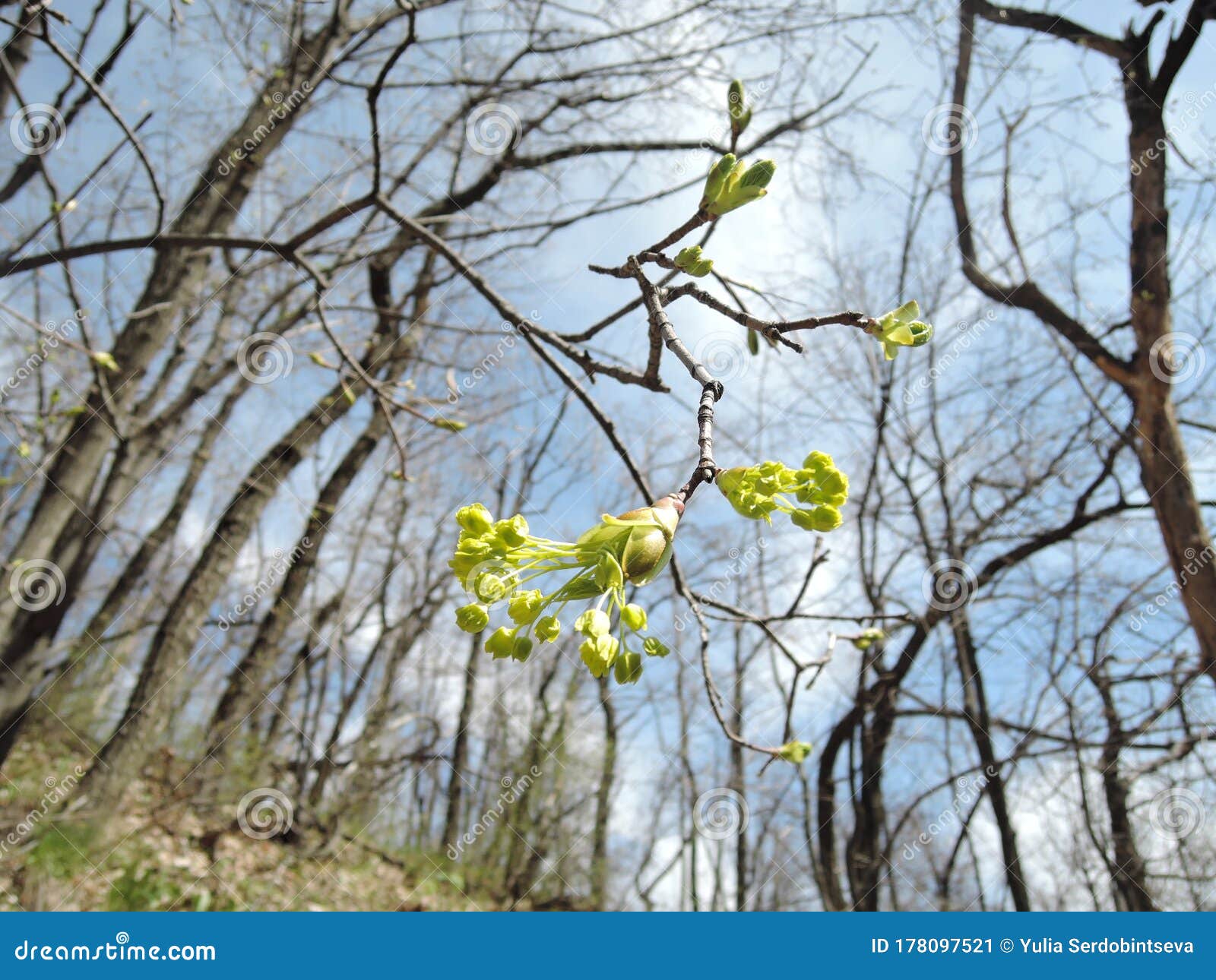 First Maple Tree Buds, Springtime Nature Photo Stock Image - Image of ...