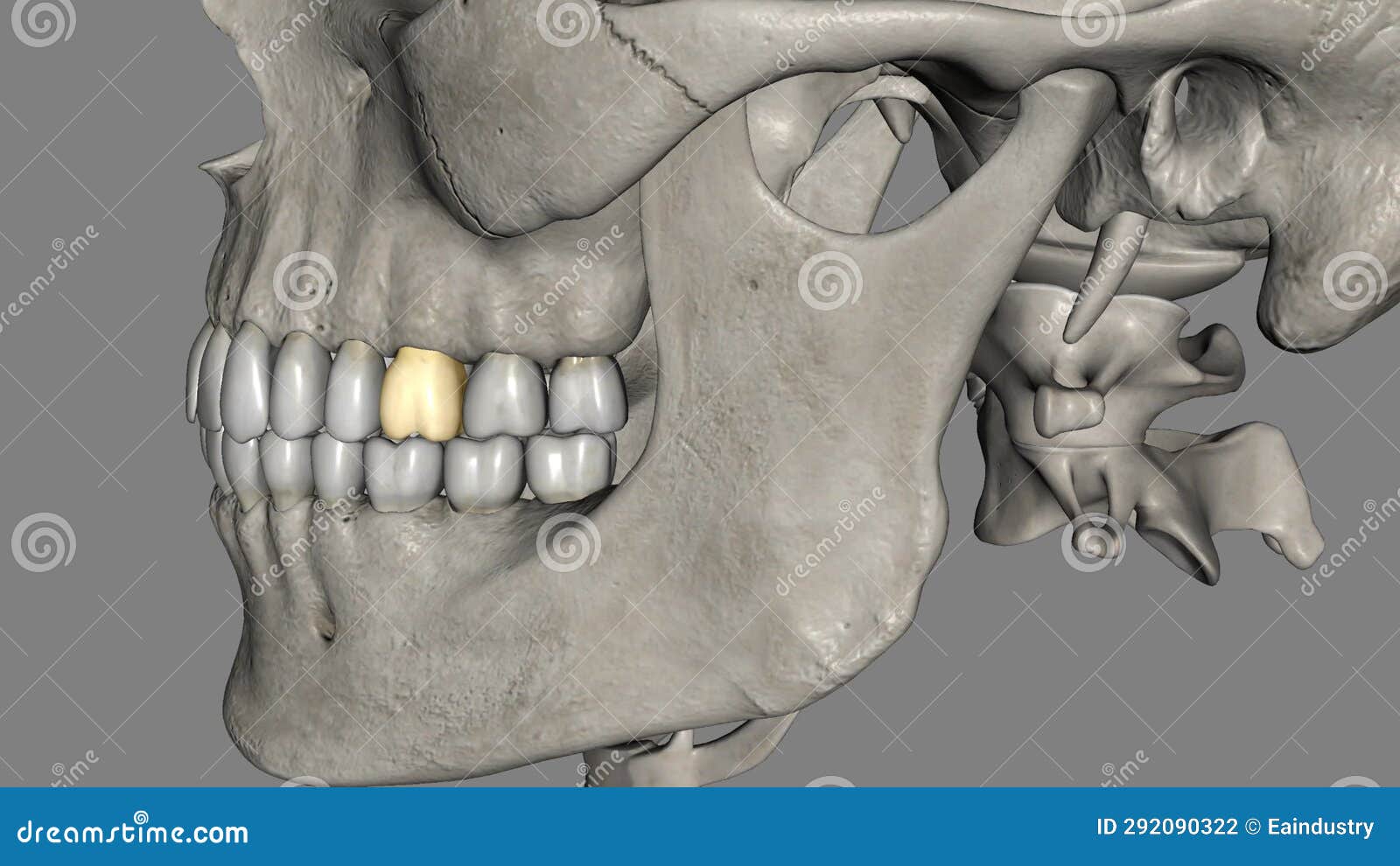 The First Maxillary Molar is the only Tooth of the Maxillary Molars ...
