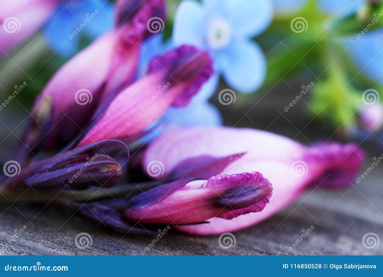 The First May Purple Flowers so Close Stock Photo - Image of ...