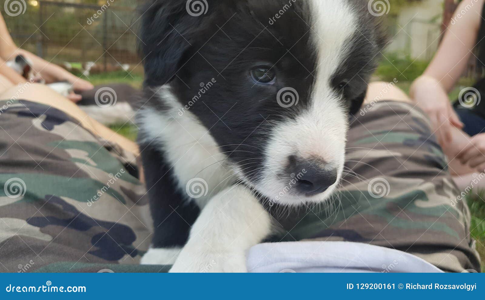 Border collie first meet stock image. Image of outdoor - 129200161