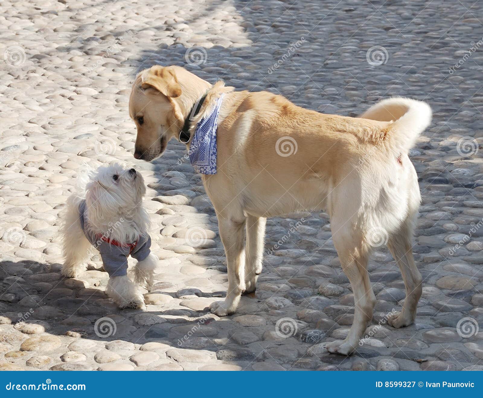 First meeting stock image. Image of male, little, female - 8599327