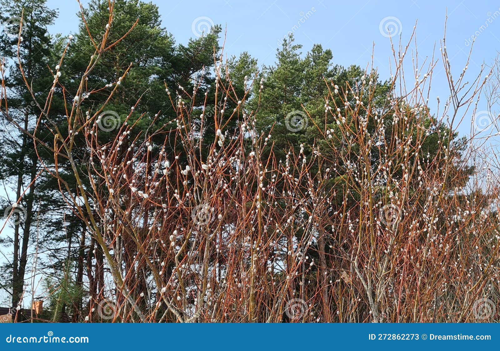 Messengers of the spring stock image. Image of messengers - 272862273