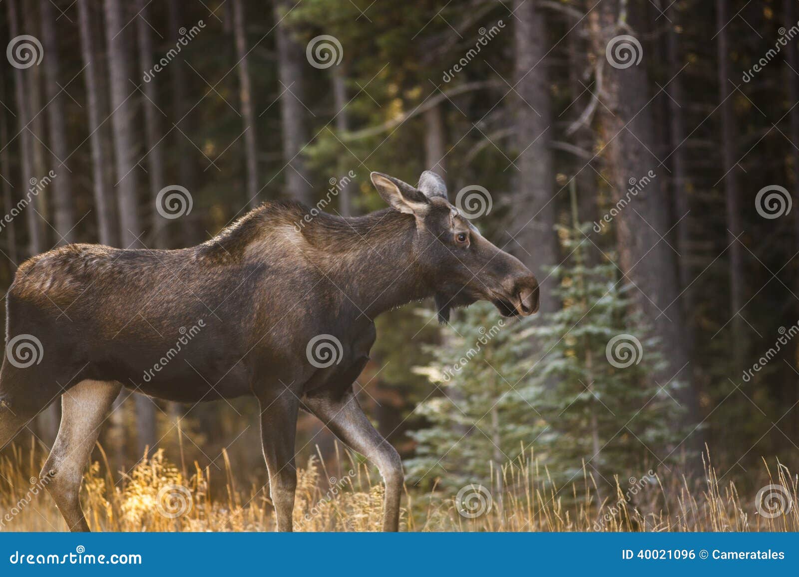 First Moose in Morning stock photo. Image of alberta - 40021096