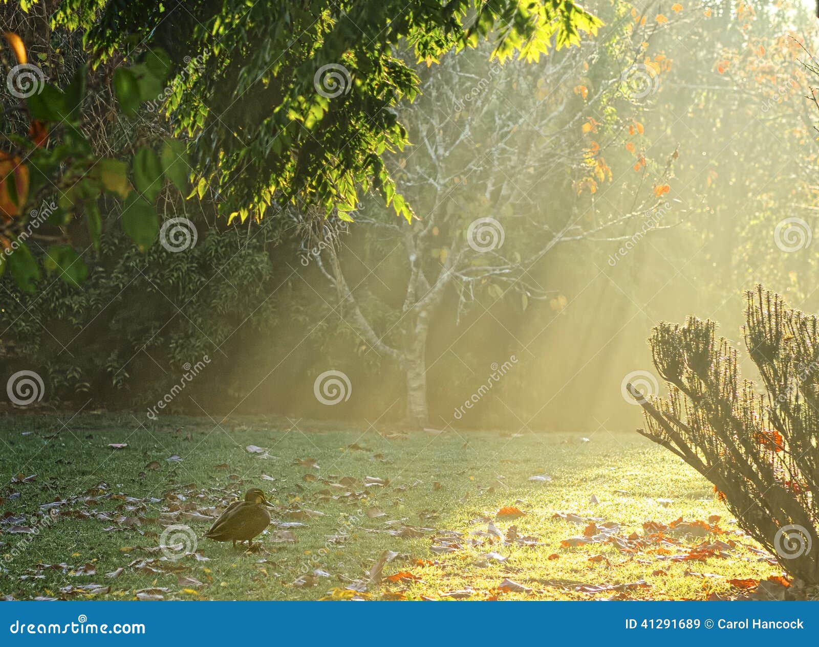 First morning Light stock image. Image of park, shaft - 41291689