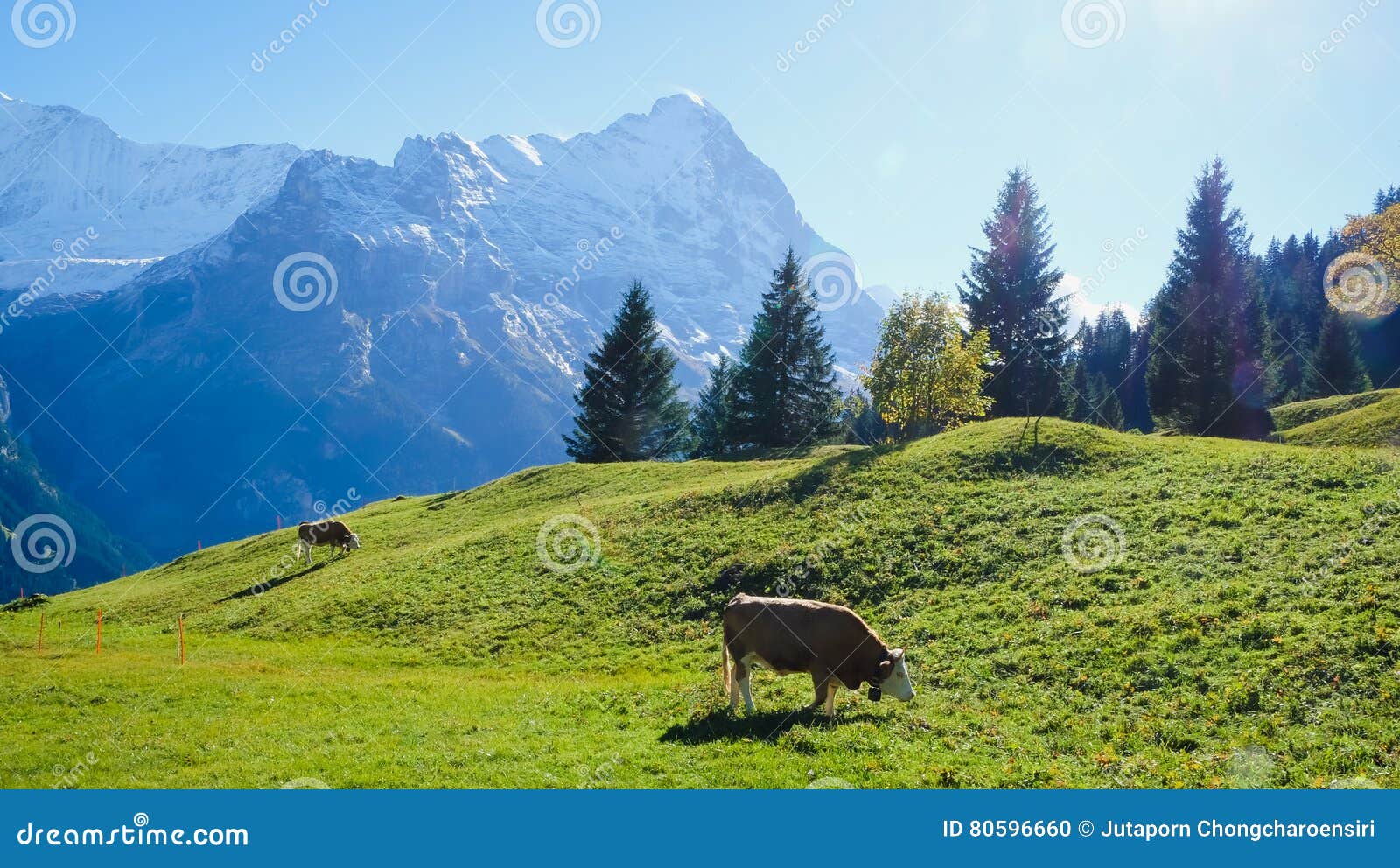 First Mountains Switzerland Stock Photo - Image of grassland, village ...
