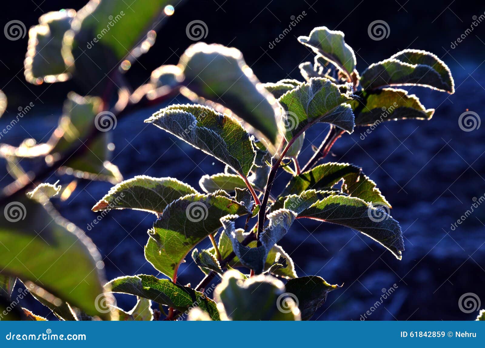 First November Frost on a Leaves Stock Image - Image of frozen, nature ...