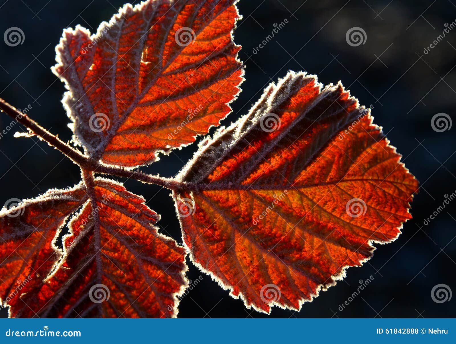 First November Frost on a Leaves Stock Photo - Image of sunrise, frozen ...