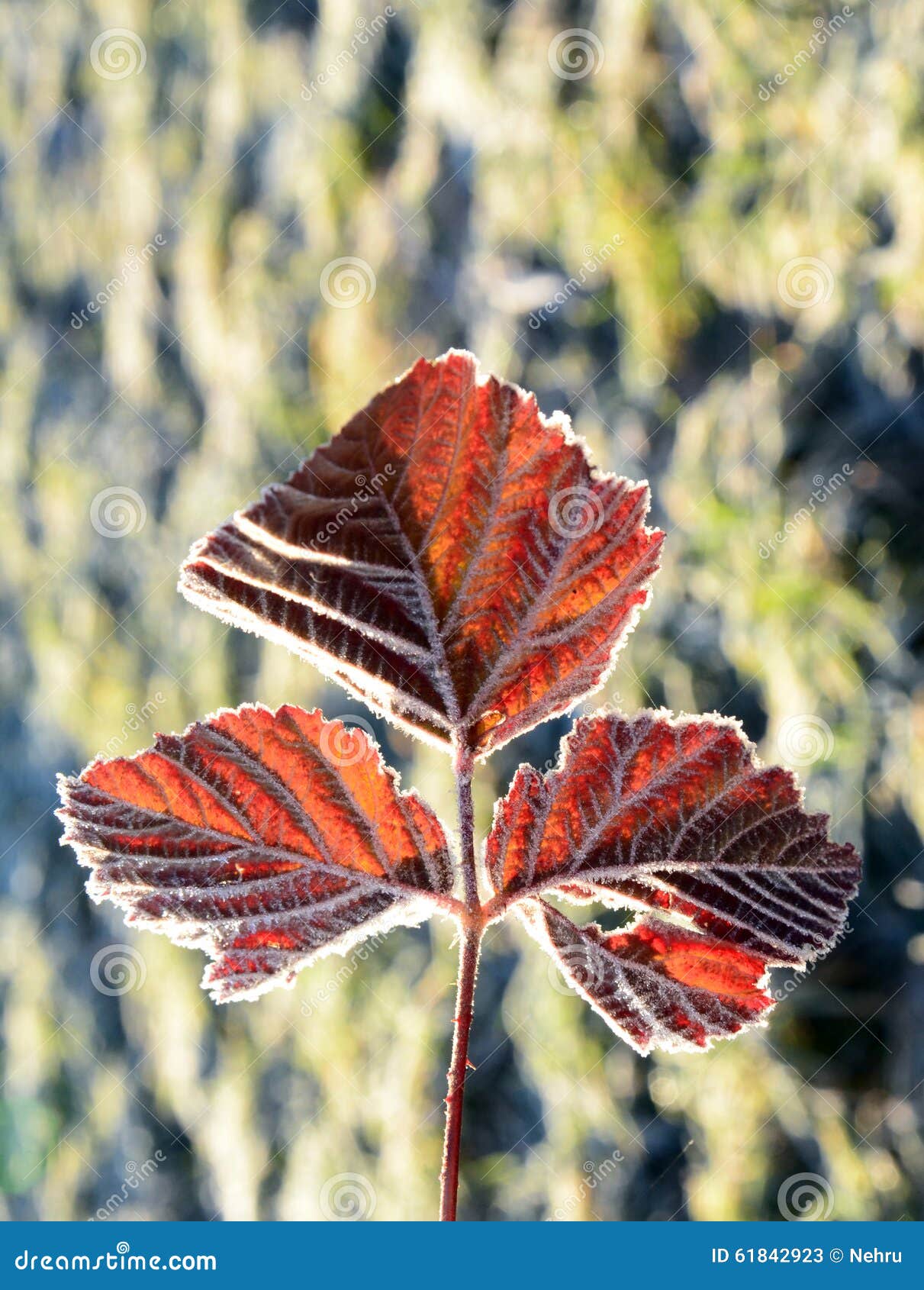 First November Frost on a Leaves Stock Image - Image of brown, natural ...