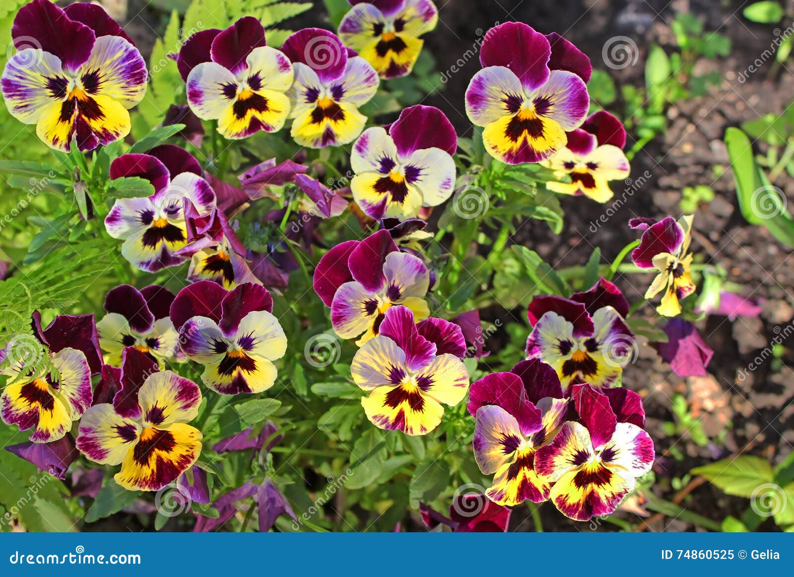 First Pansy Flowers at Spring Stock Image - Image of flora, gardening ...