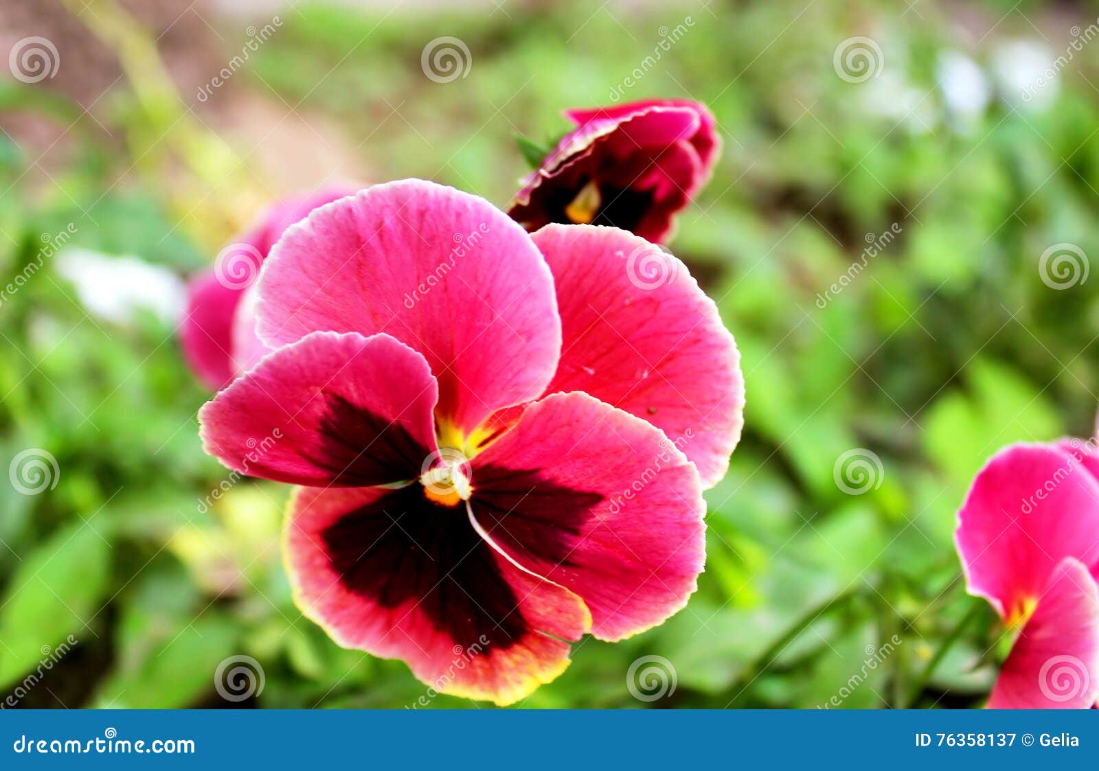 First Pansy Flowers at Spring Stock Image - Image of natural, closeup ...