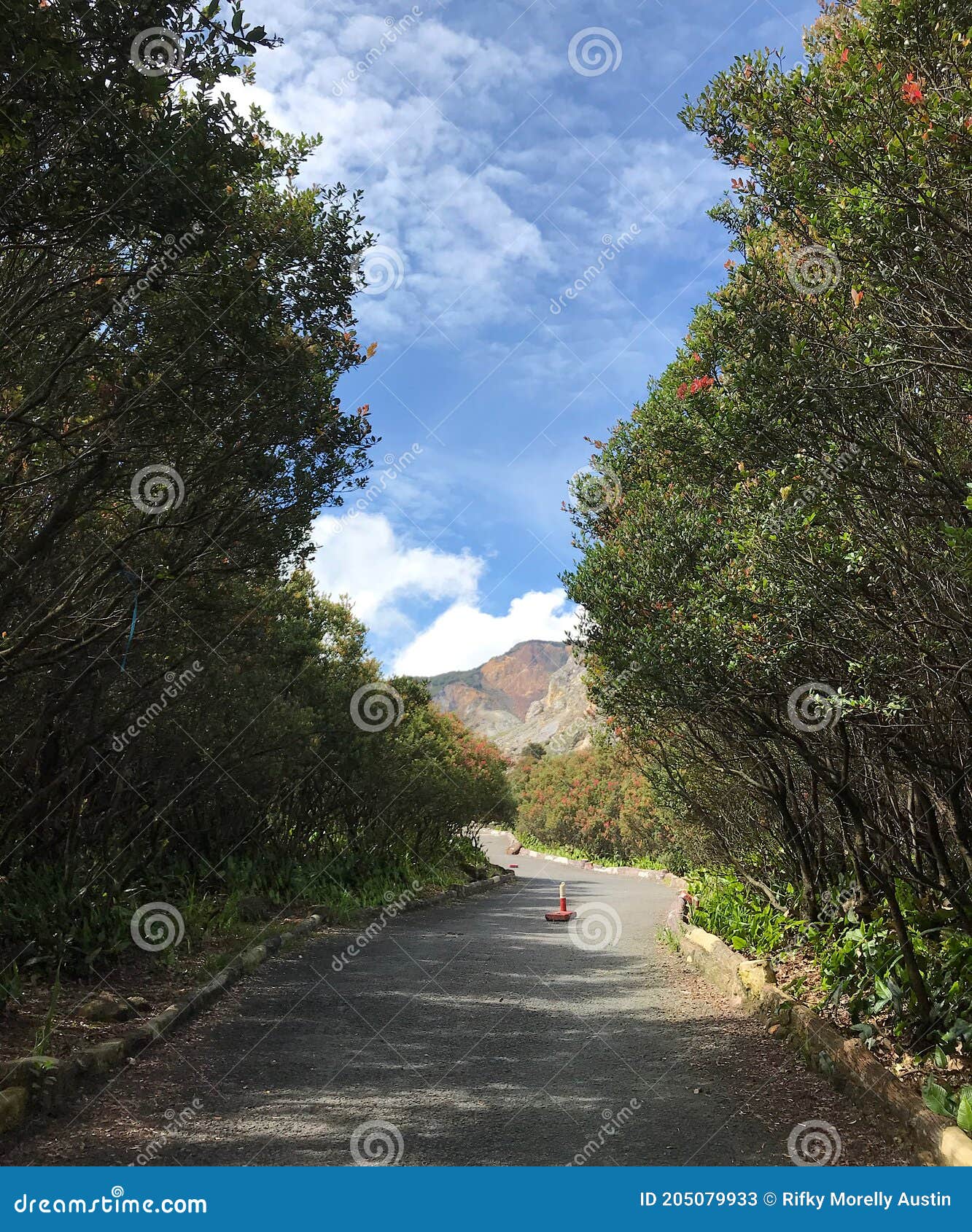 The First Path stock image. Image of lead, green, trees - 205079933