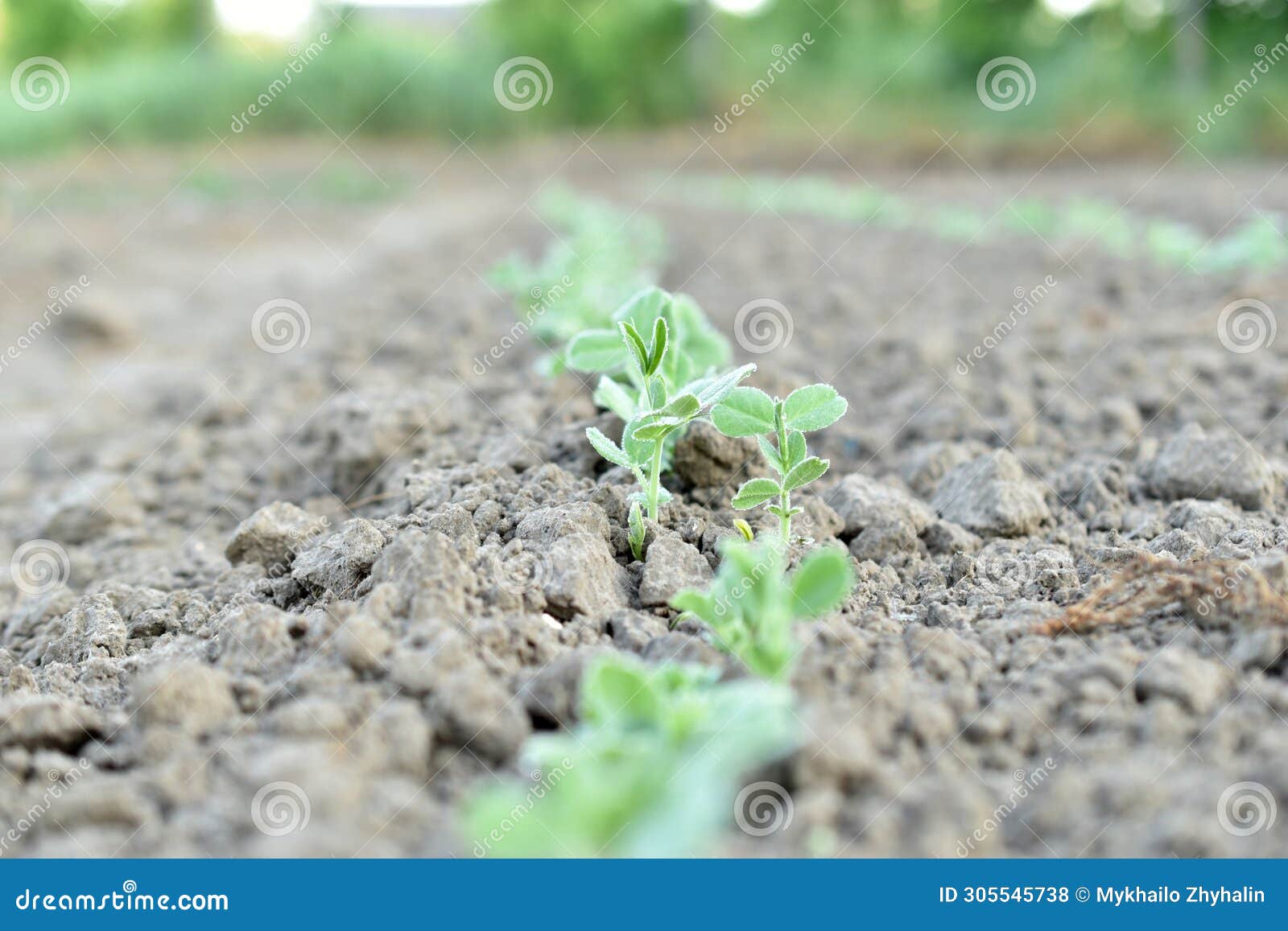 A Row of the First Pea Shoots in the Garden. Stock Photo - Image of ...
