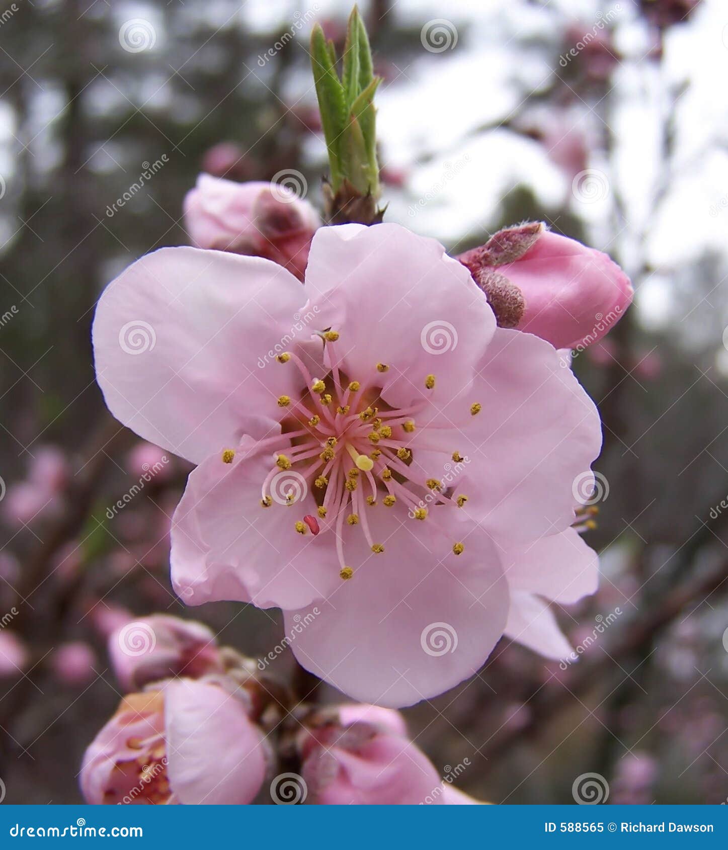 The First Peach Blossom in Georgia Stock Image - Image of tree, flower ...