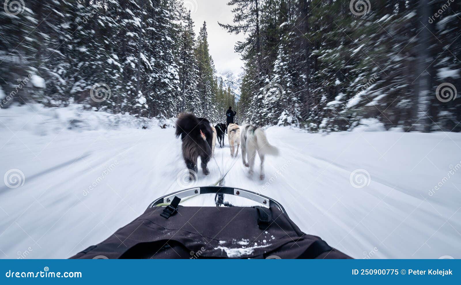 First Person View from Fast Sled Pulled by Dogs in a Winter Forest ...