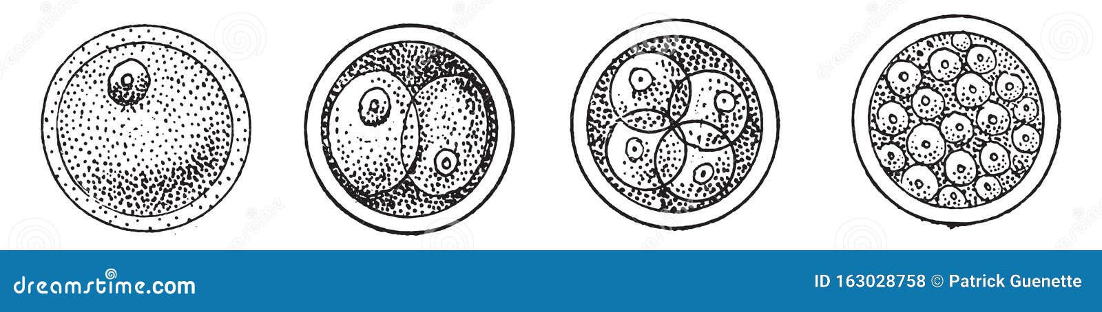 First Phases of the Evolution of the Cell, or of the Egg, after ...