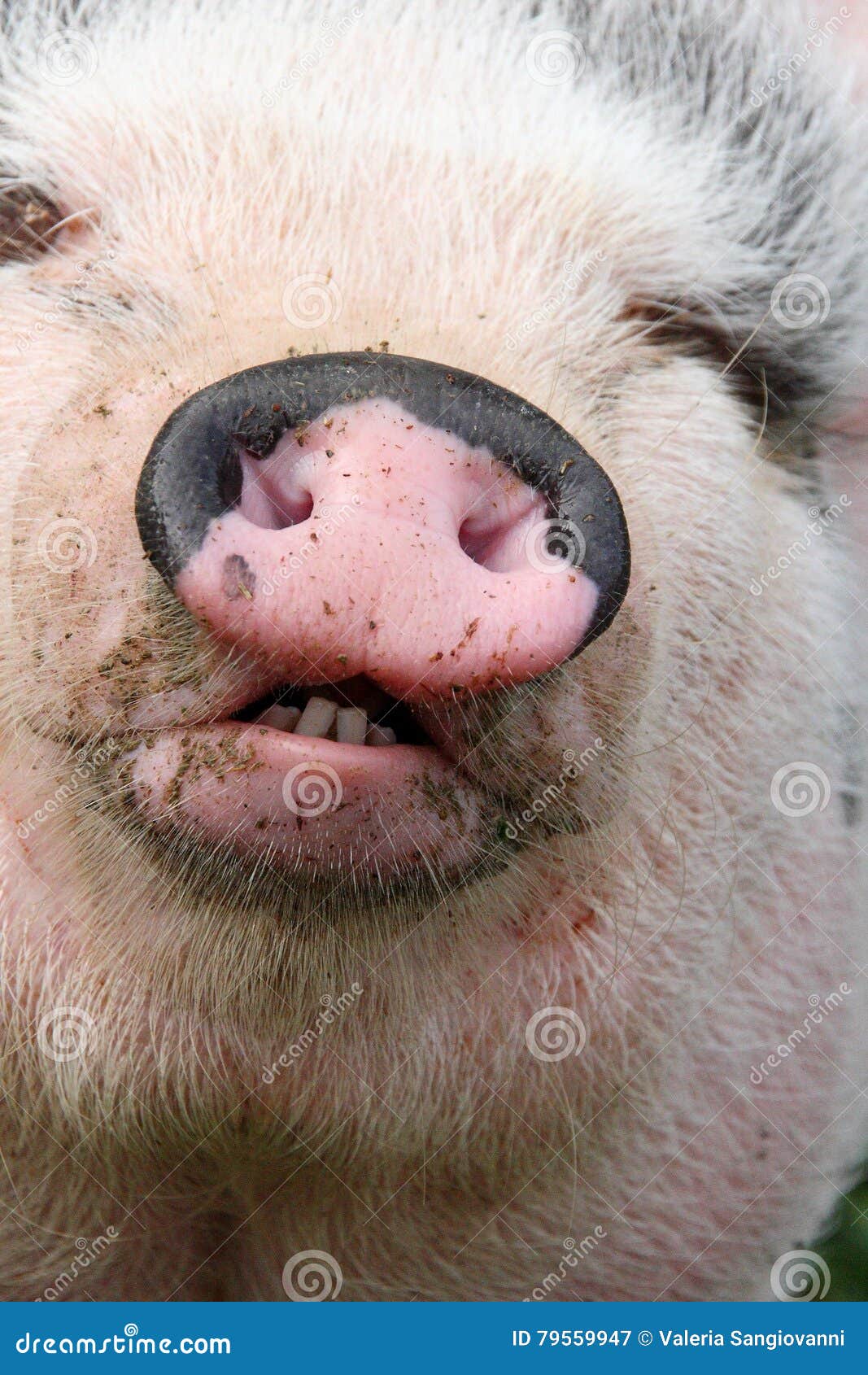 First pig plan stock image. Image of nose, plan, bacon - 79559947