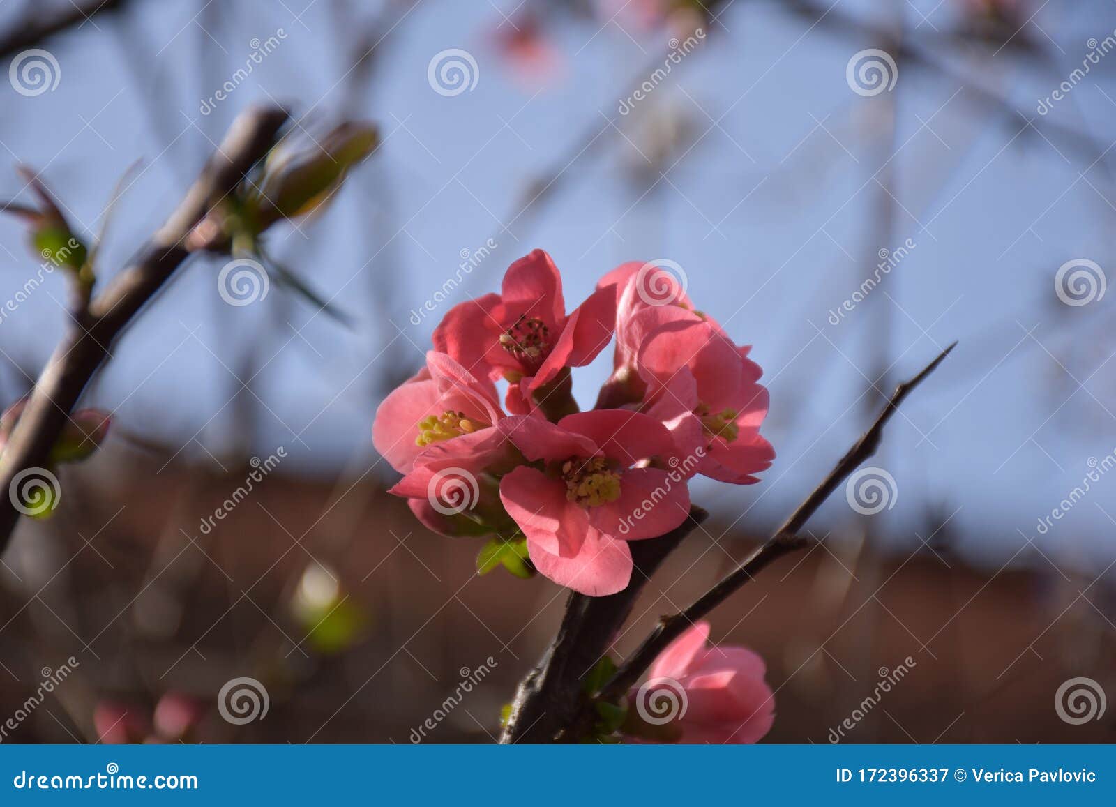 The First Pink Flowers in Early Spring Stock Image - Image of life ...