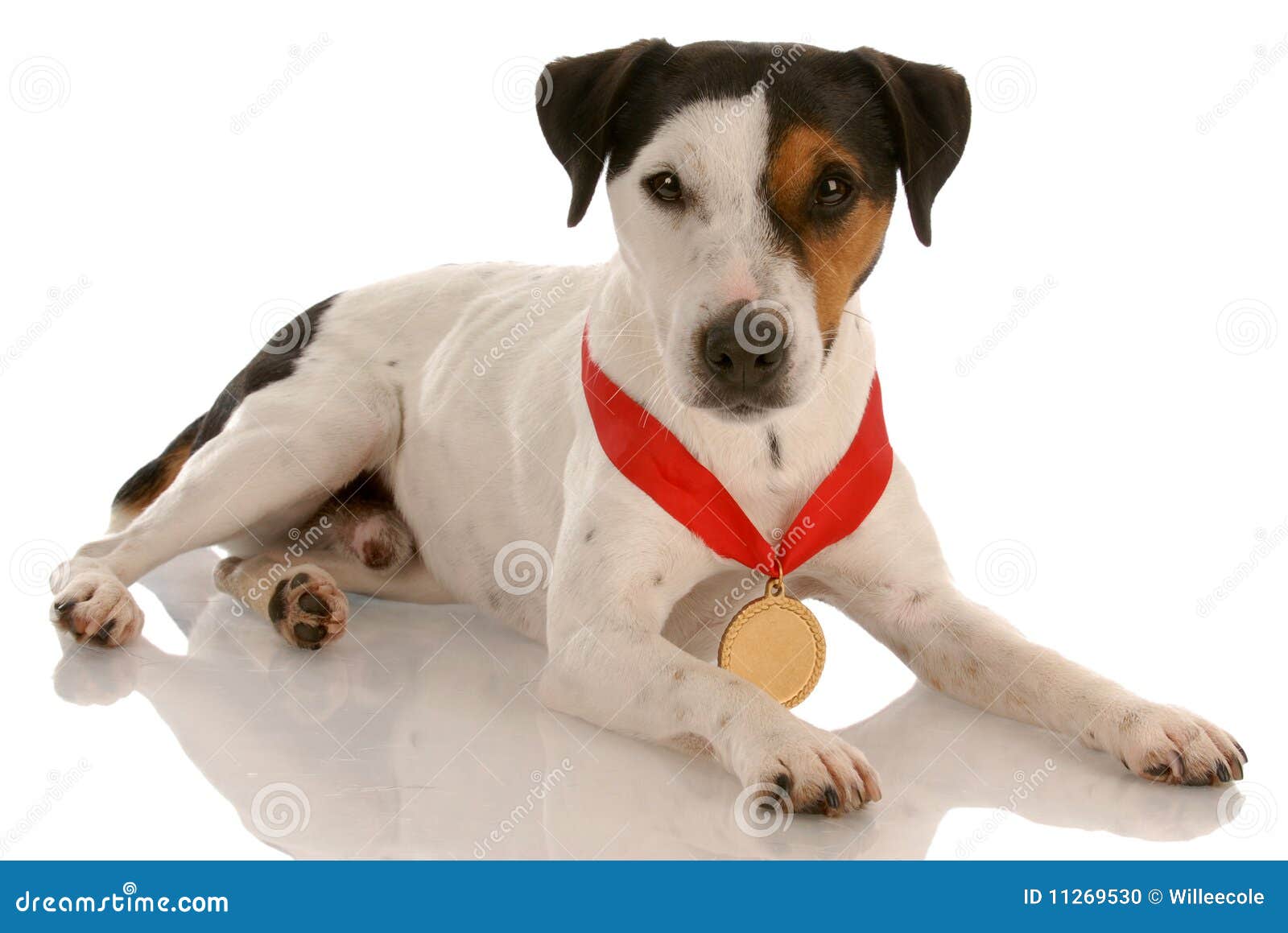 First place dog stock photo. Image of conceptual, funny - 11269530