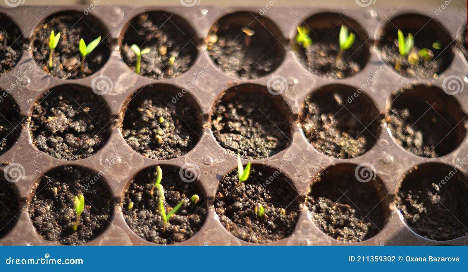 The First Plant Sprouts in Spring Stock Photo - Image of petal, focus ...