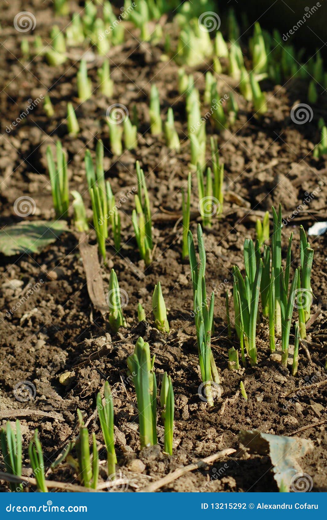 First plants of spring stock photo. Image of growth, flowers - 13215292