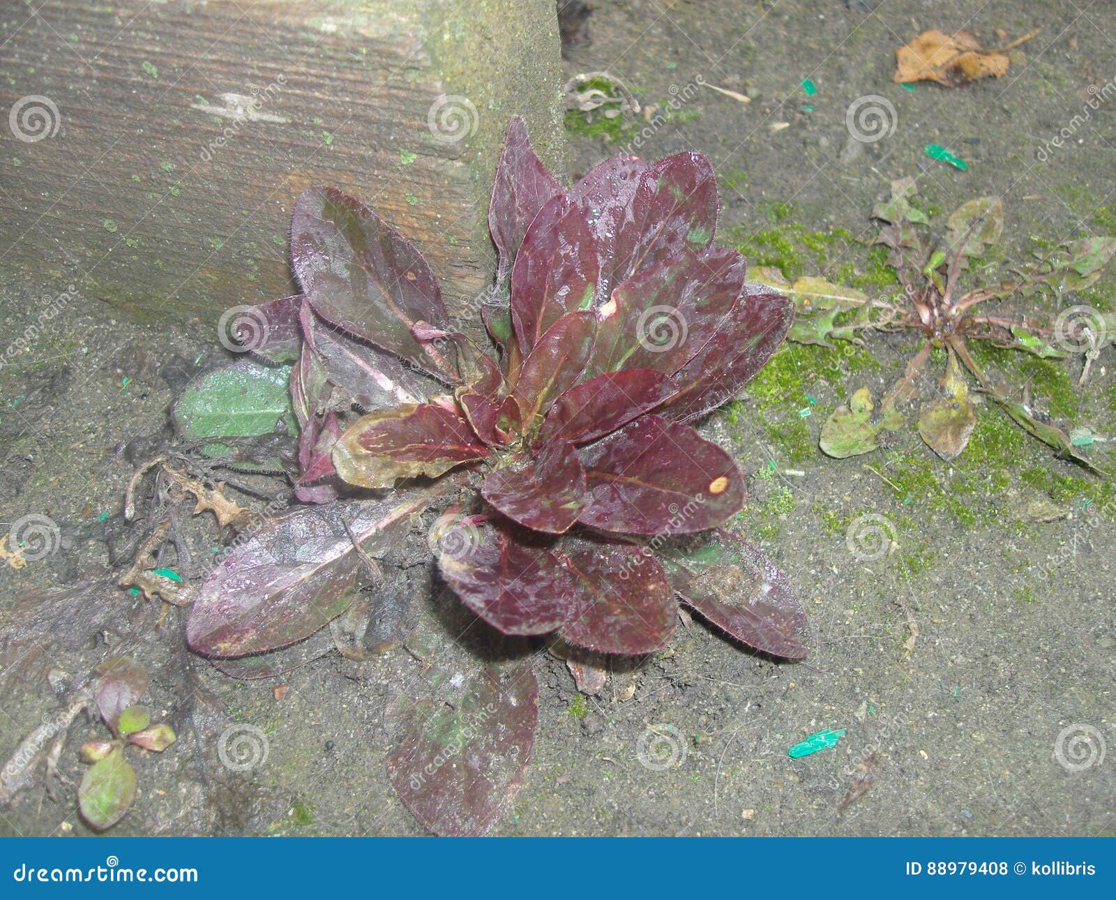 The first plants in spring stock photo. Image of moss - 88979408