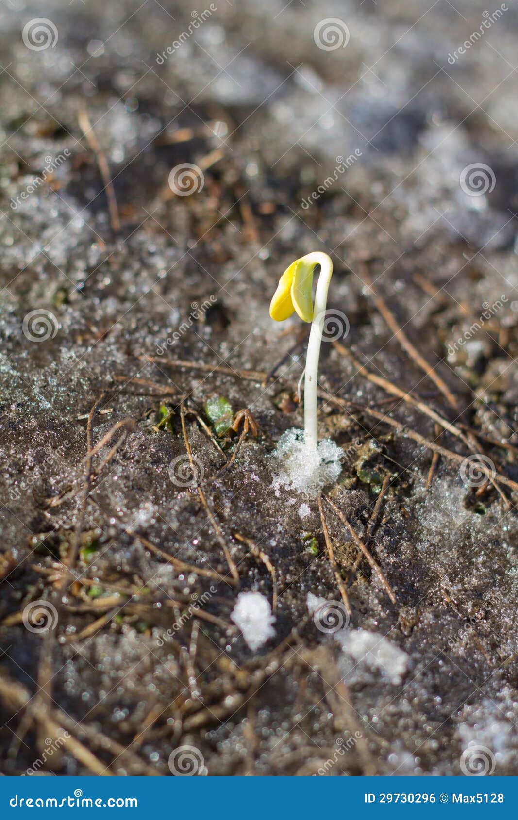 Spring start stock photo. Image of outdoors, life, macro - 29730296