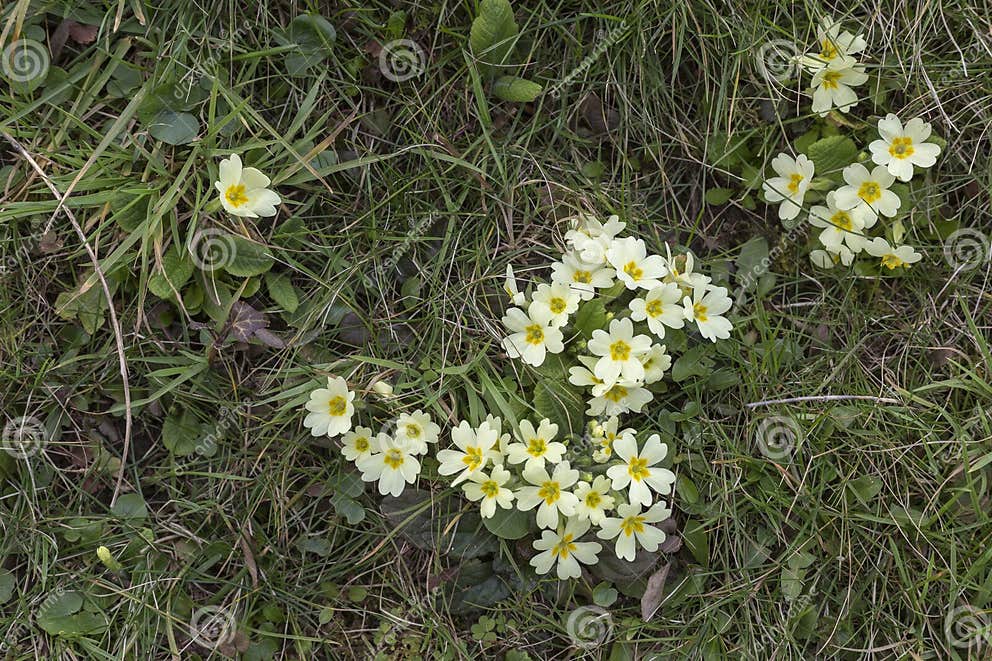 First Primrose Flowers in the Grass Stock Image - Image of herb, flowe ...