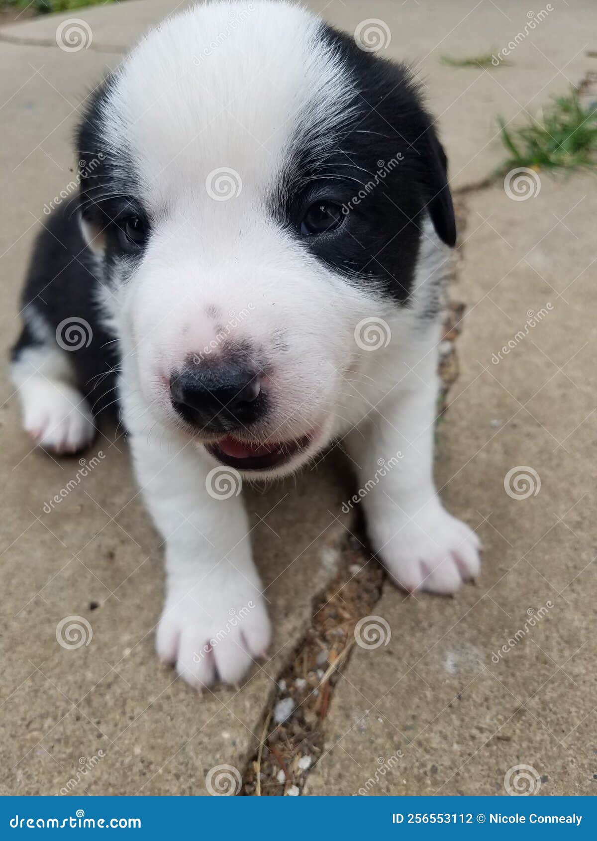 First puppy pic stock photo. Image of nose, uppy, hound - 256553112