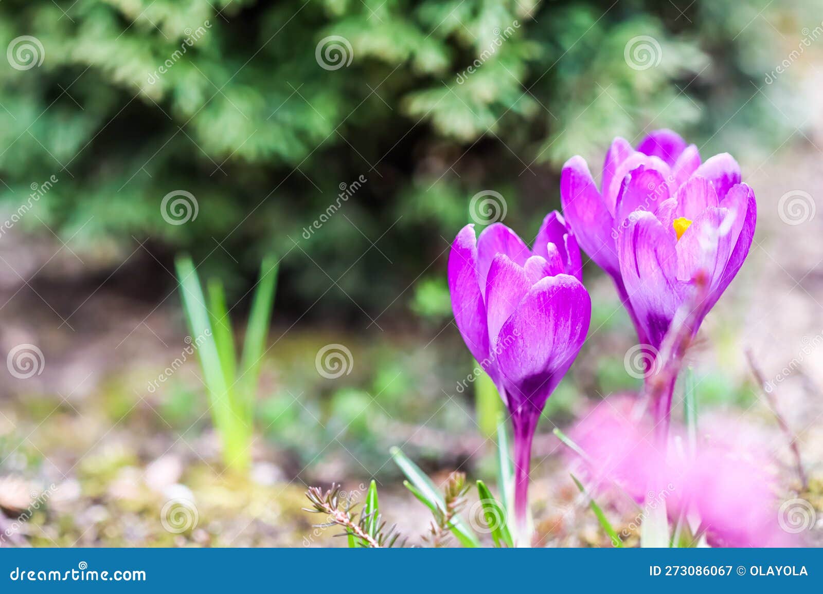 The First Purple Crocus in the Spring Garden Stock Image - Image of ...