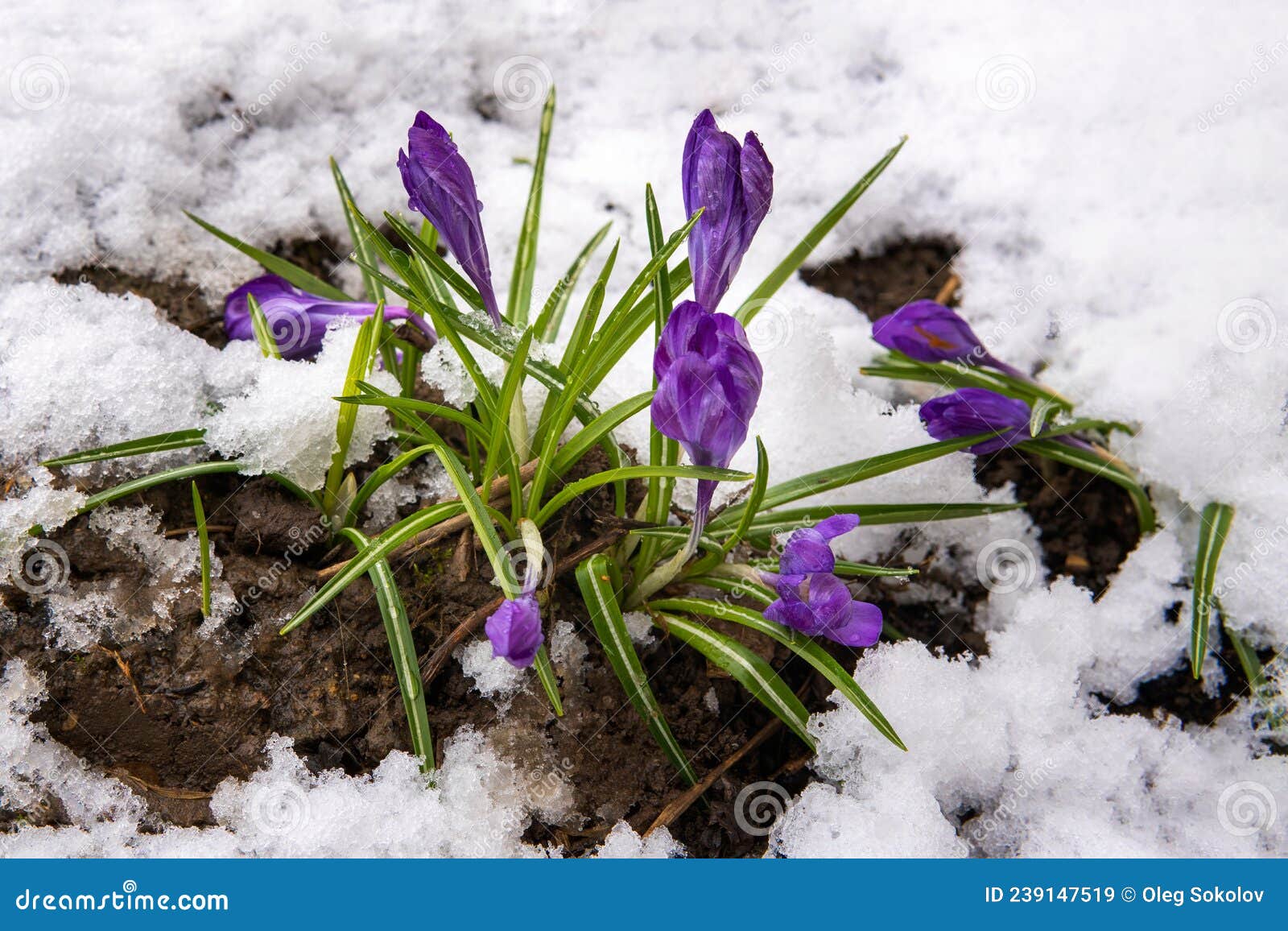 The First Purple Flowers Grow Out of the Snow Spring Stock Image ...