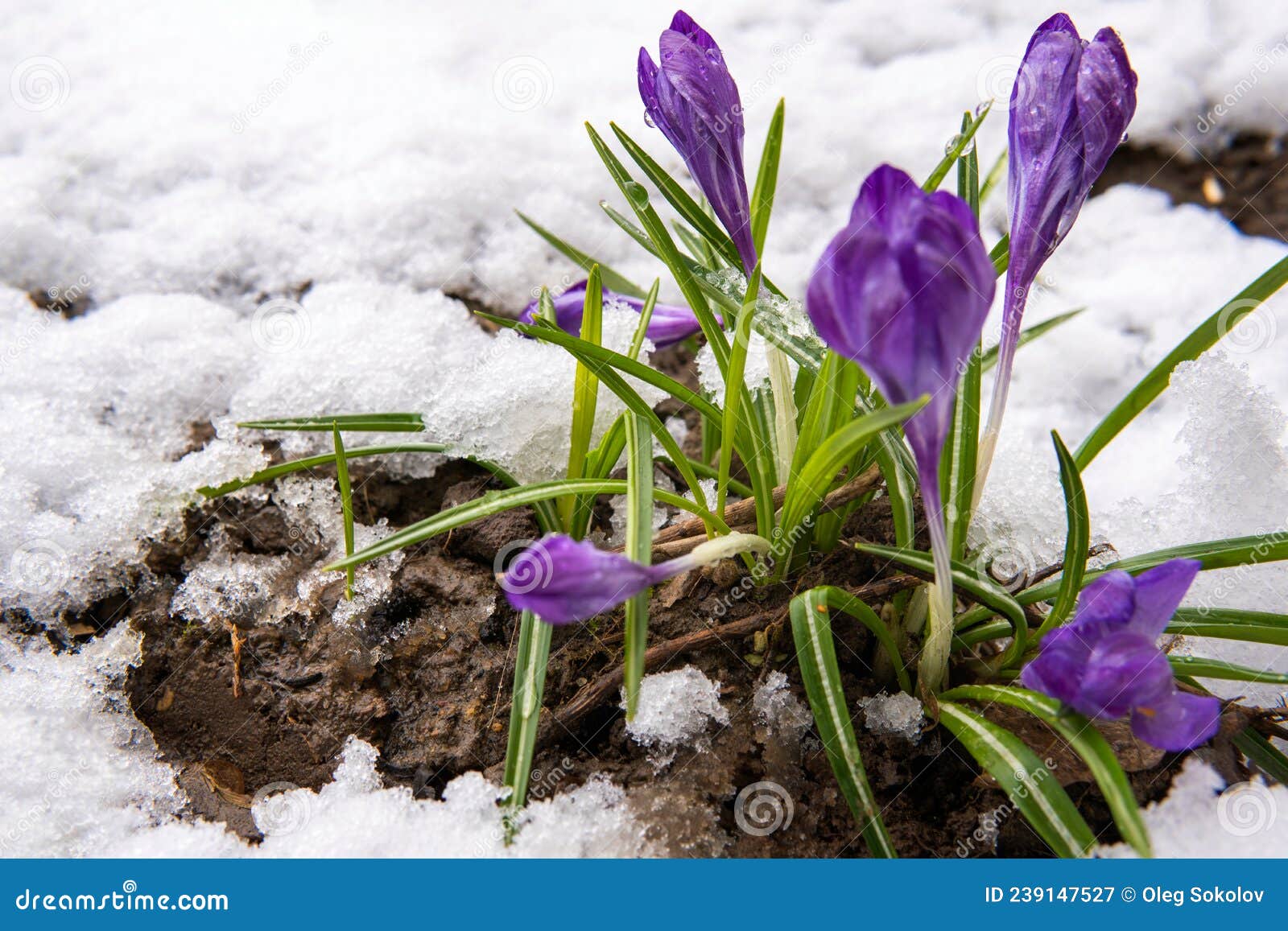 The First Purple Flowers Grow Out of the Snow Spring Stock Image ...