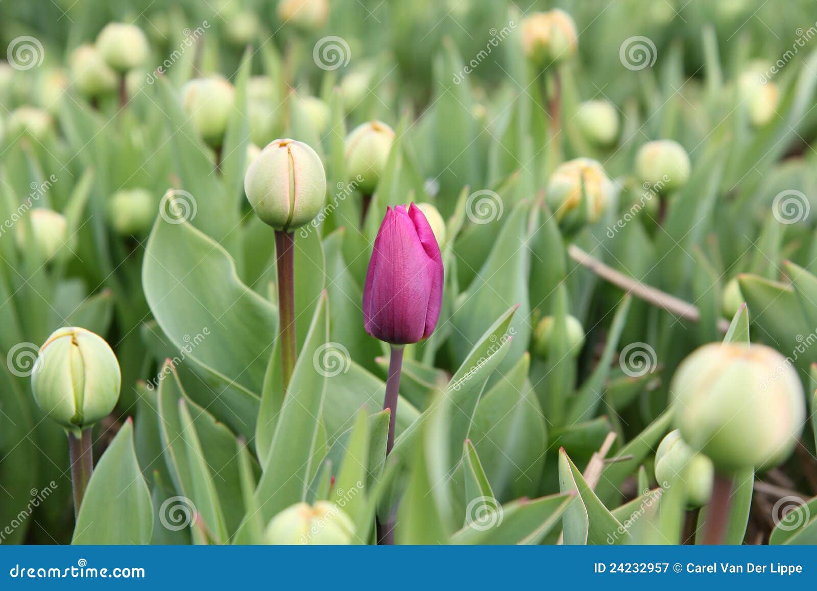 First Purple Tulip in a Field Stock Image - Image of agricultural ...