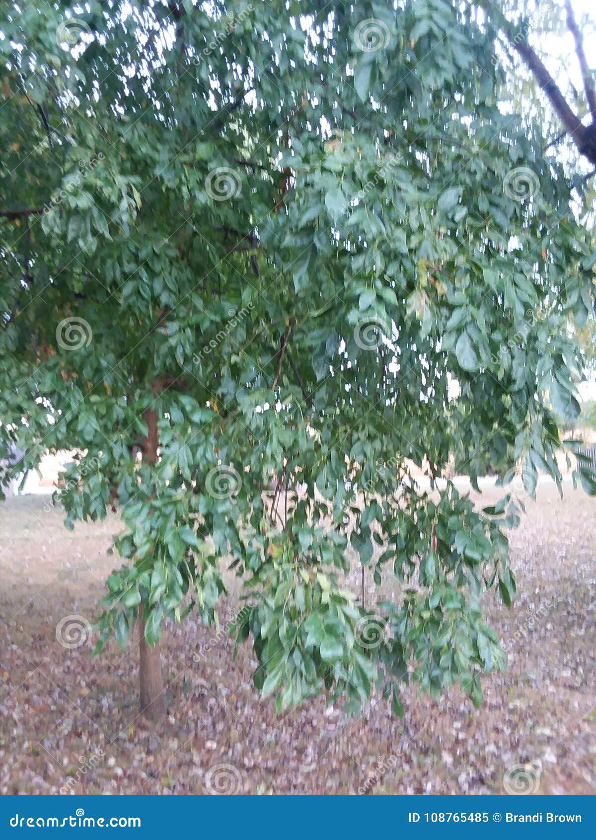 First rain of the fall stock image. Image of fall, illinois - 108765485