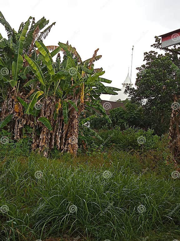 The first rain in June stock image. Image of june, green - 280373249