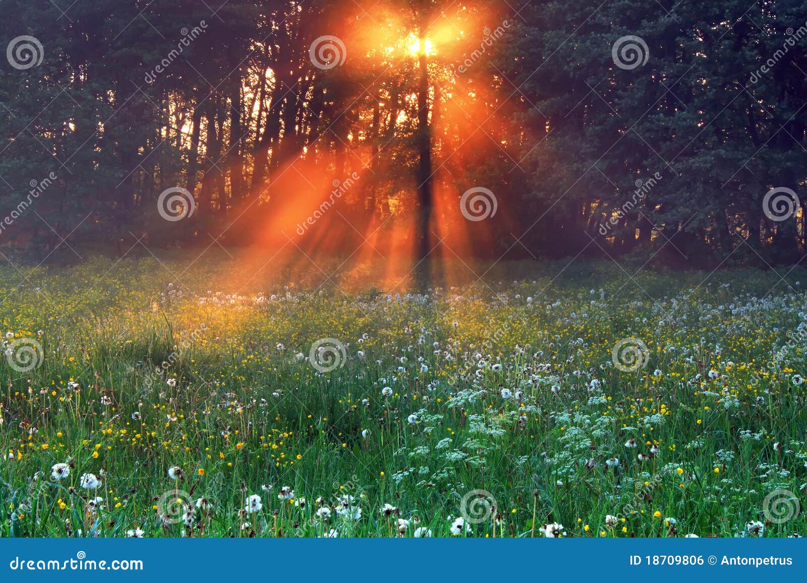 First Rays of the Rising Sun Stock Photo - Image of plants, spring ...