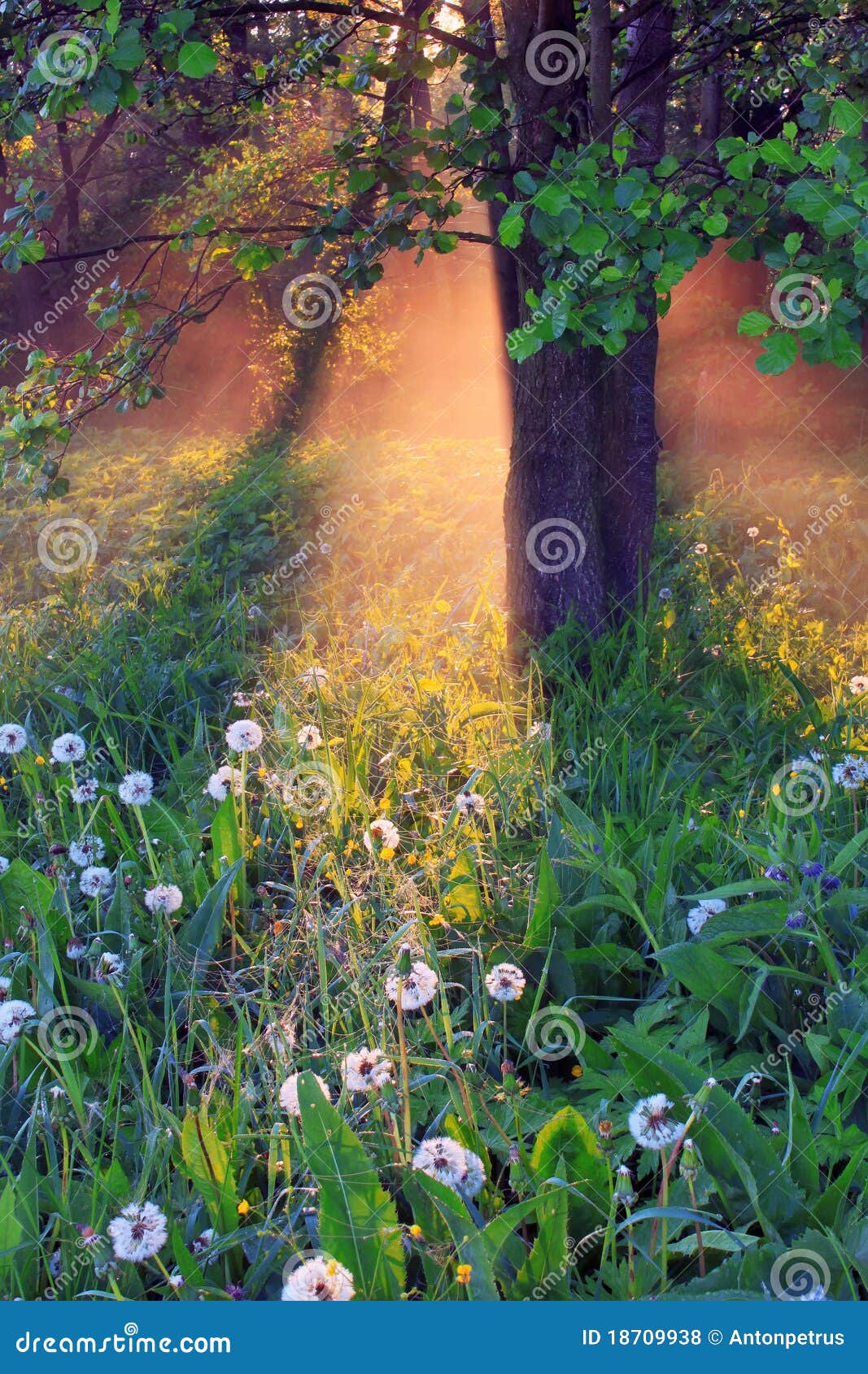 The First Rays of the Rising Sun Stock Photo - Image of countryside ...