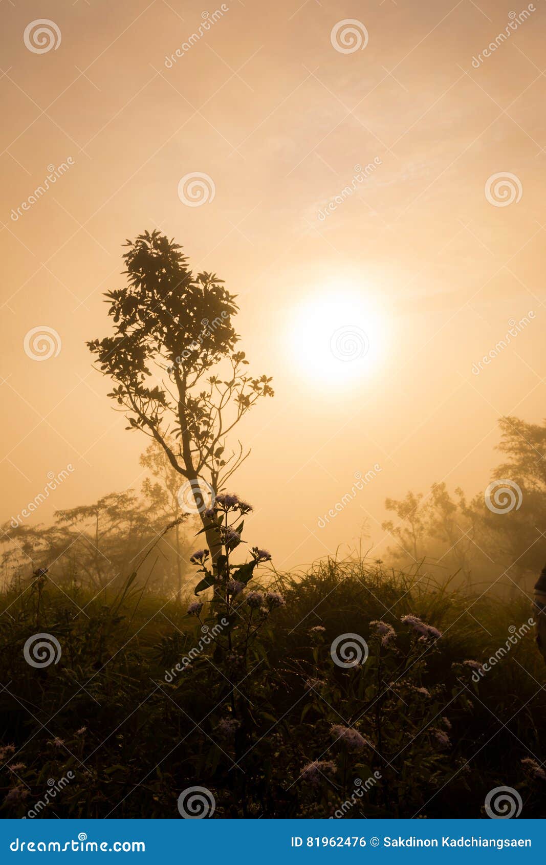 The First Rays of the Rising Sun Stock Photo - Image of reflection ...