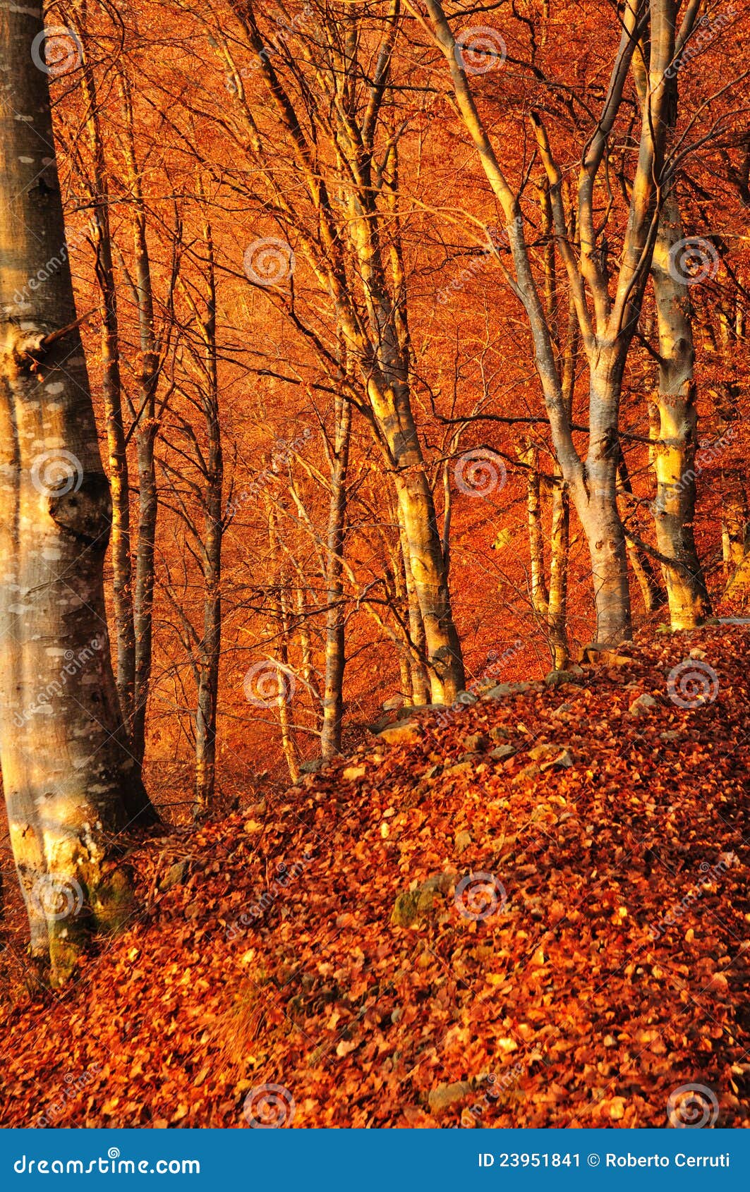 The First Rays of Sun Hit an Autumn Beech Wood Stock Image - Image of ...