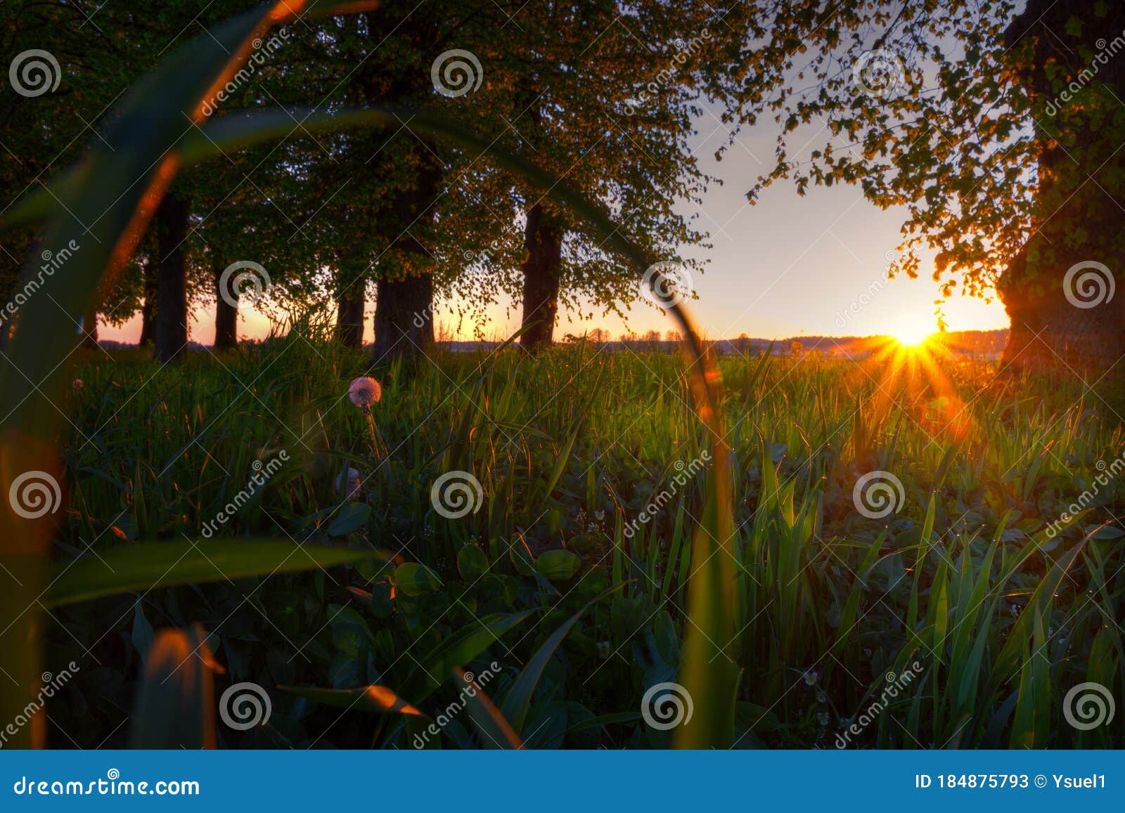 First rays of sun stock image. Image of countryside - 184875793