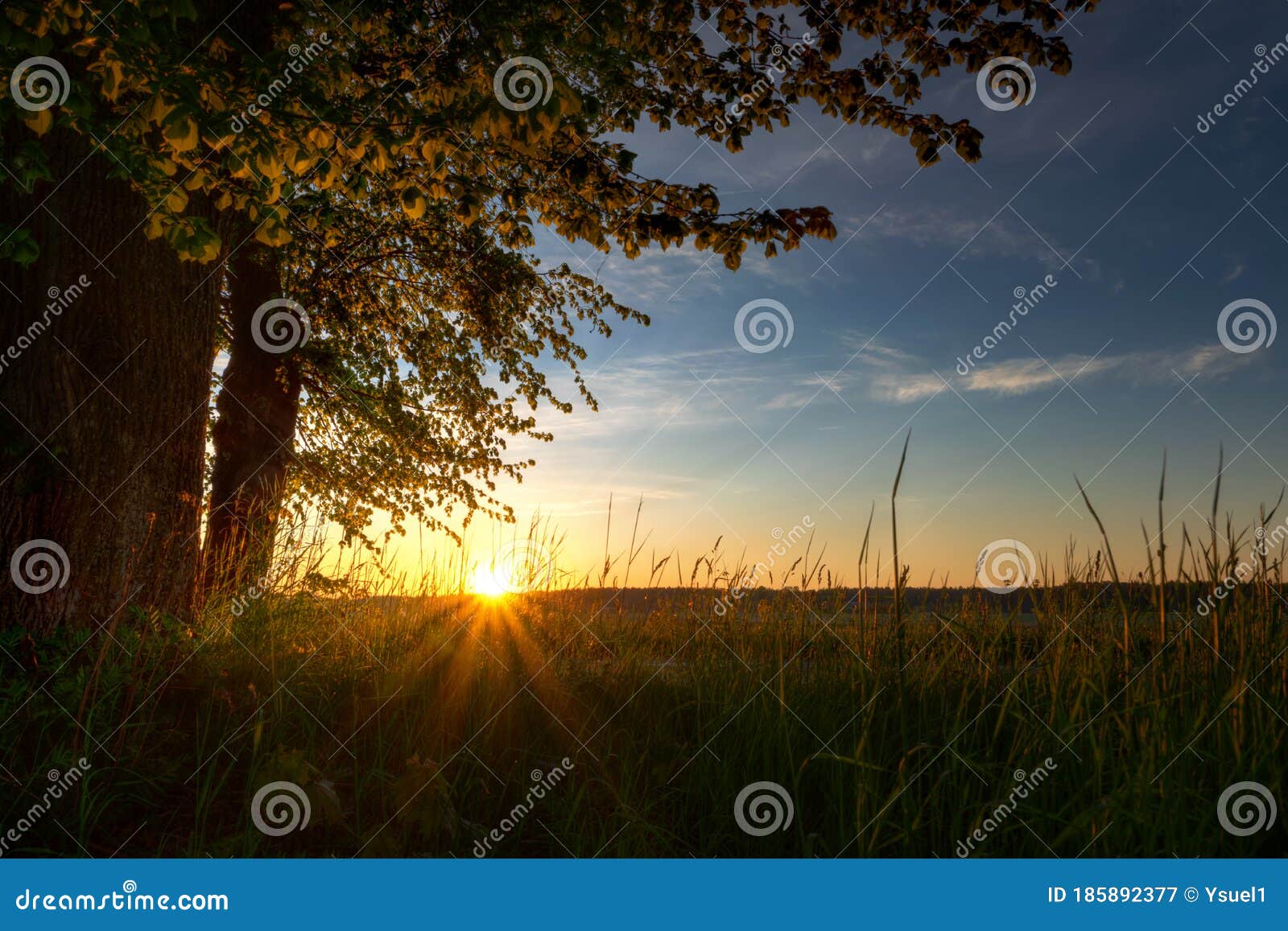 First rays of sun 3 stock image. Image of flower, spring - 185892377