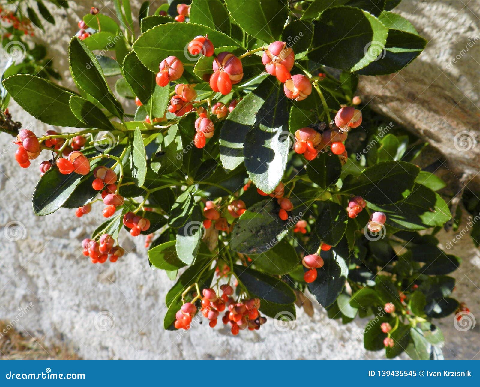The First Red Spring Flowers in the Warm Spring Sun. Stock Image ...
