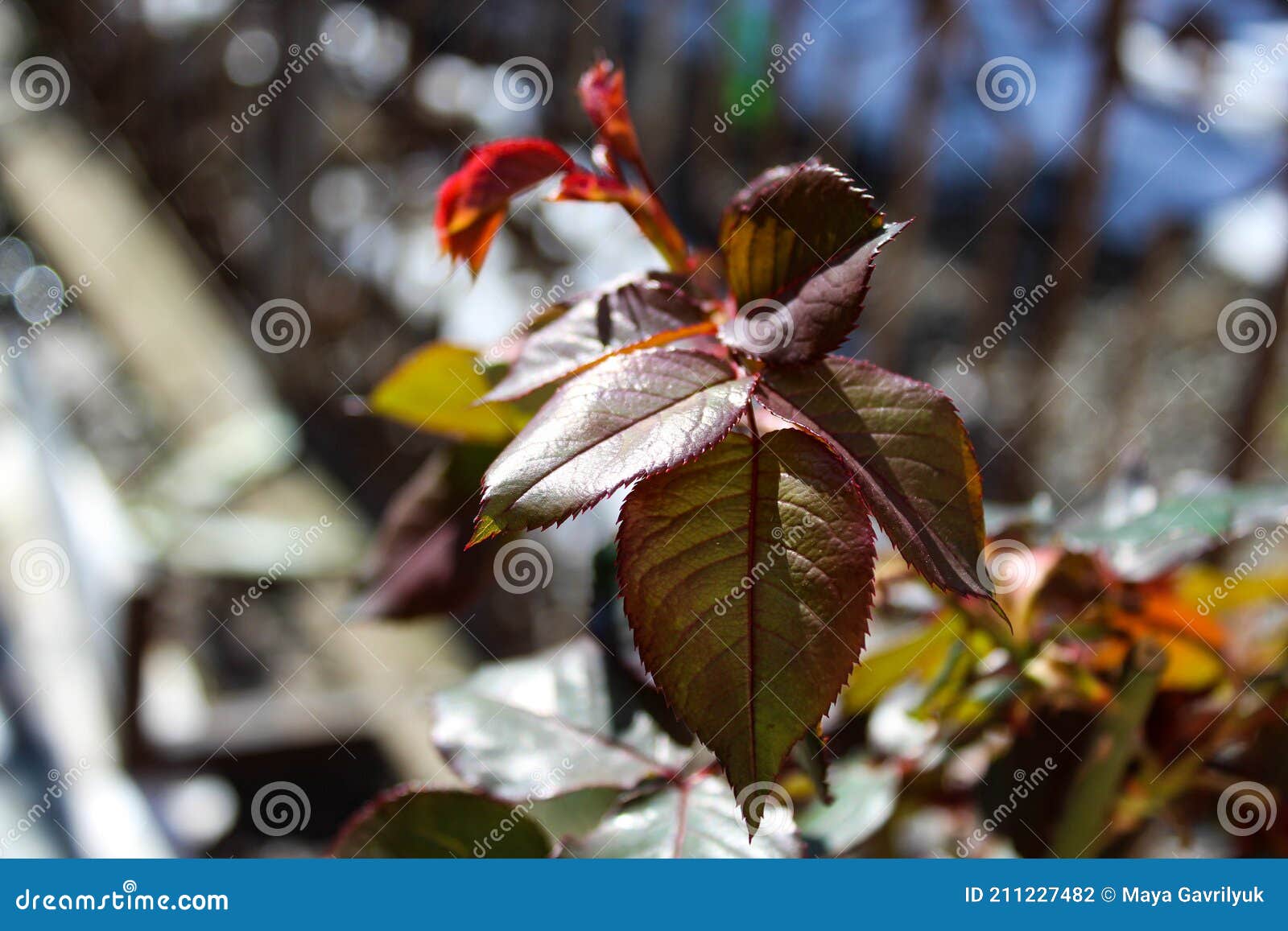 First Reddish Leaves of a Rose Bush in Early Spring Stock Photo - Image ...